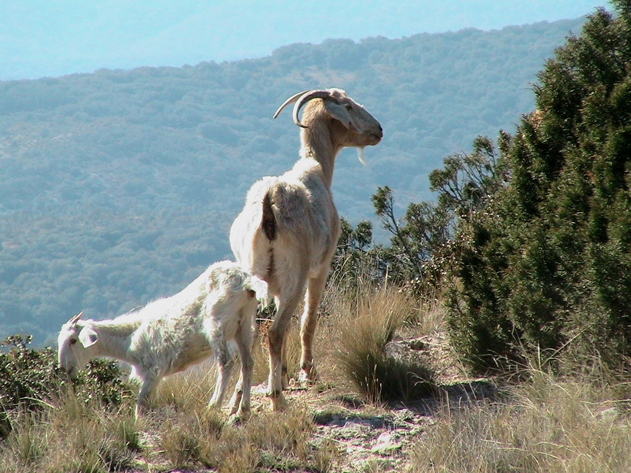 La cabra catalana