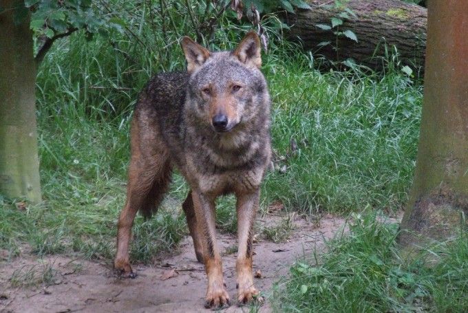 ¿Dónde podemos ver lobos en España?