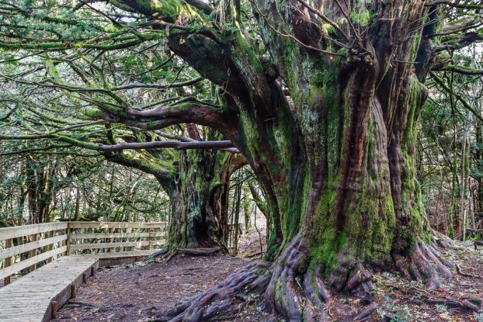 El tejo, árbol milenario