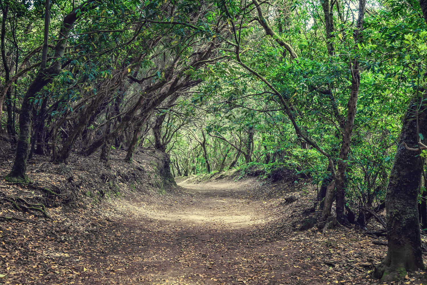 La magia de las montañas de Anaga