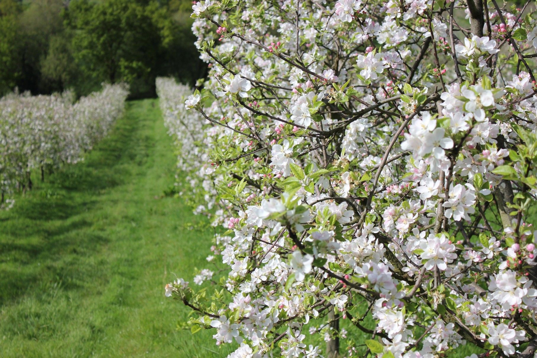 La floración del manzano en la Comarca de la Sidra