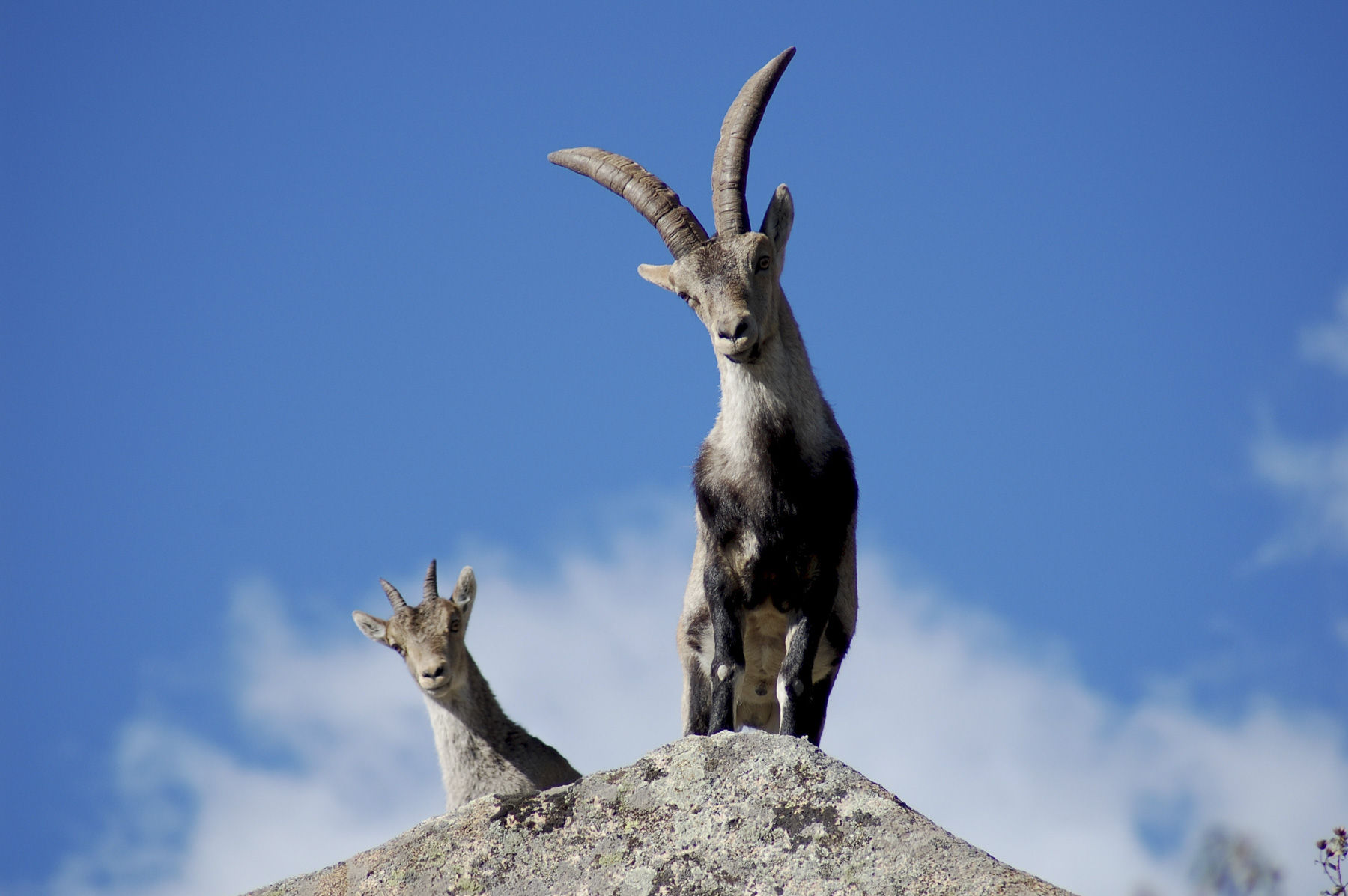 La suicida atracción de las cabras por los acantilados