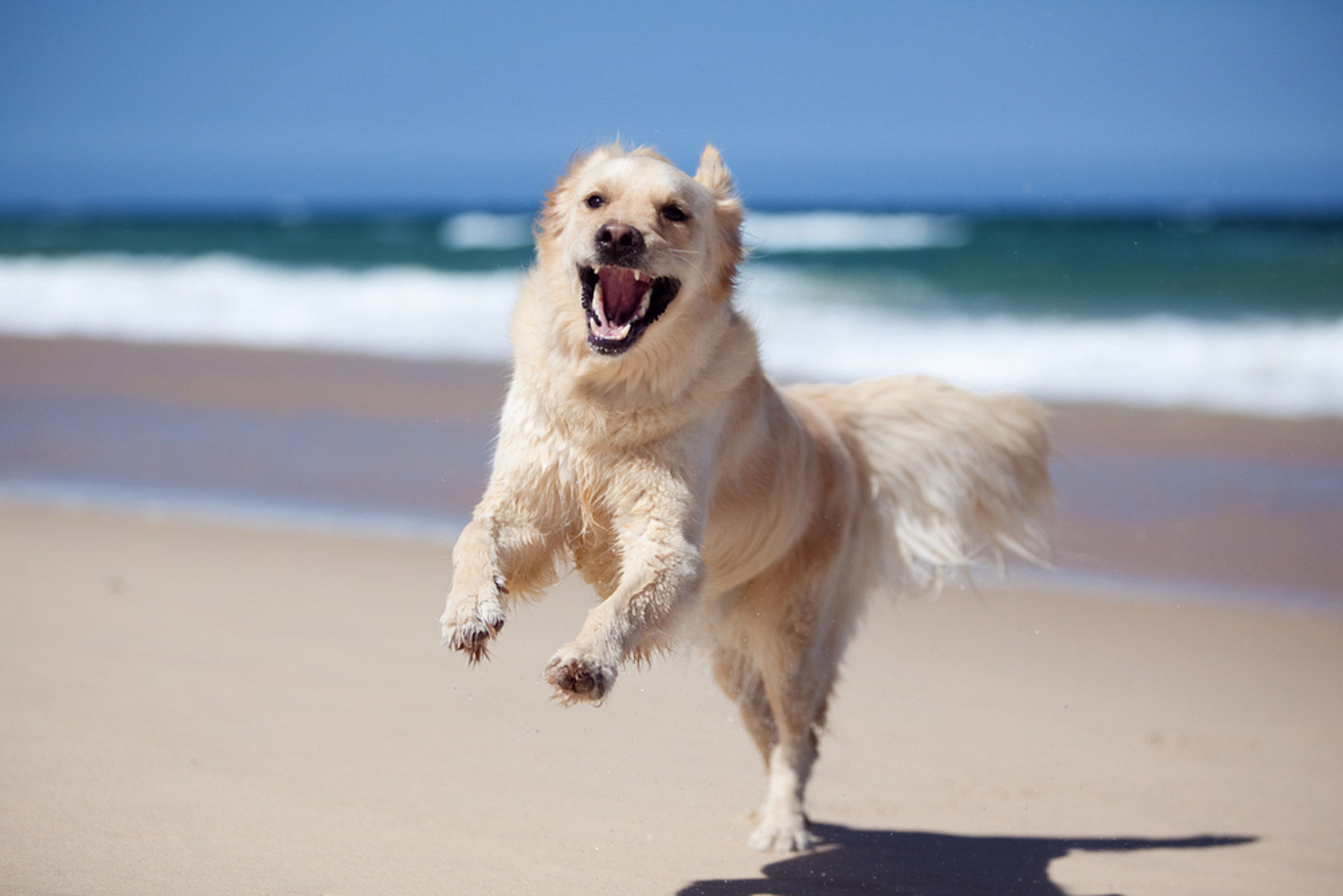 Cómo saber si puedo ir a la playa con mi perro