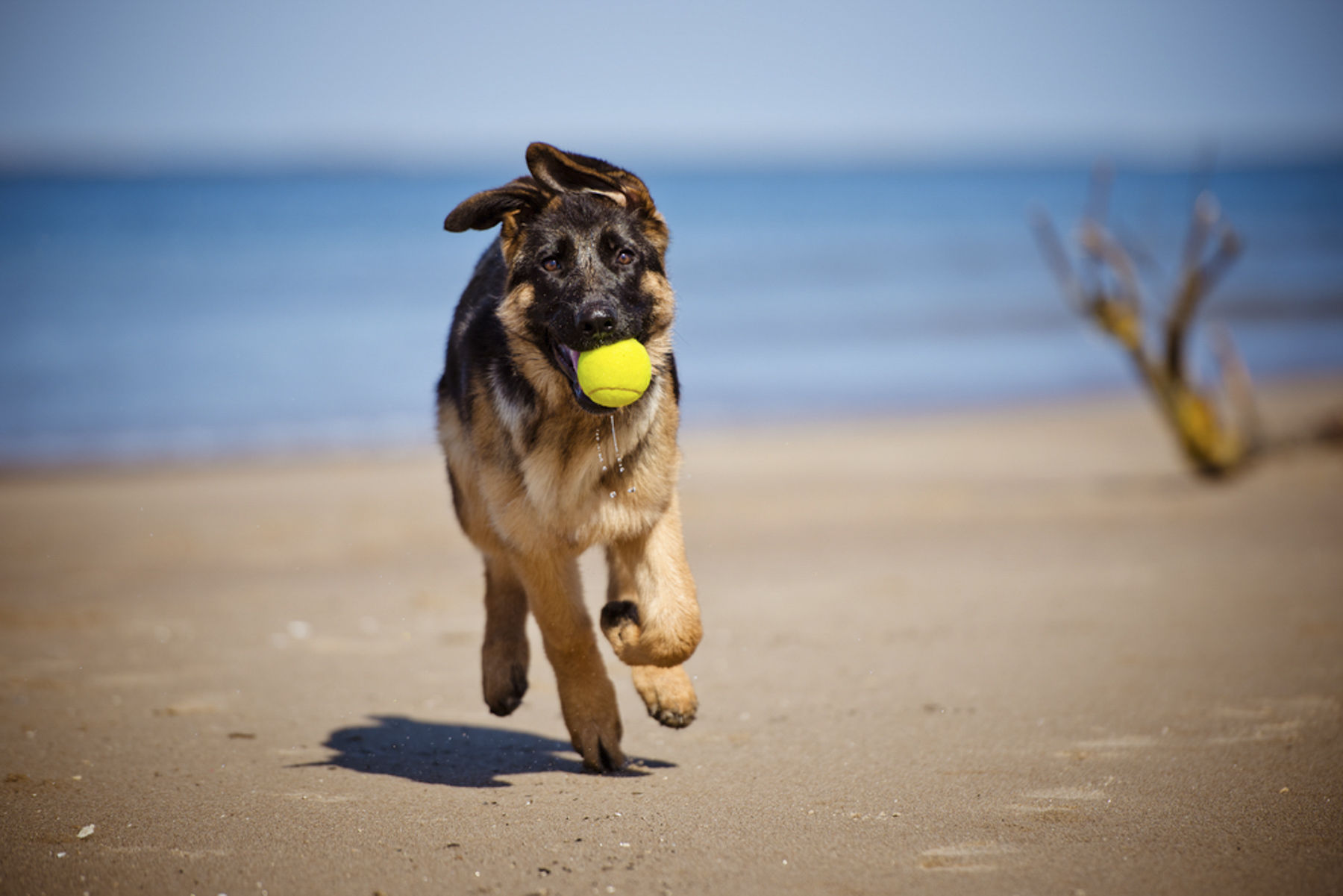 Cómo saber si puedo ir a la playa con mi perro