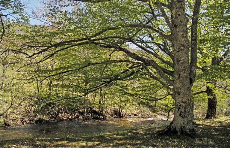 El Hayedo de Montejo, Reserva de la Biosfera en Madrid