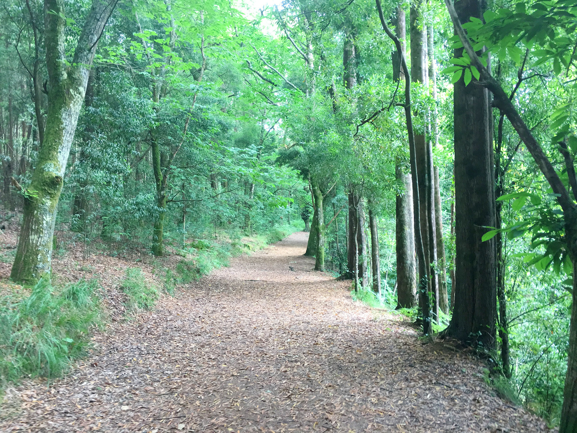 El Bosque Encantado de Aldán
