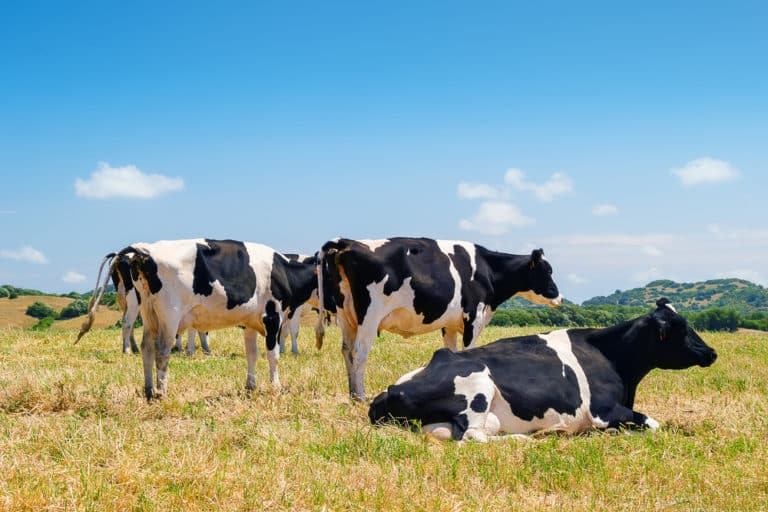 Las vacas comparten sus emociones