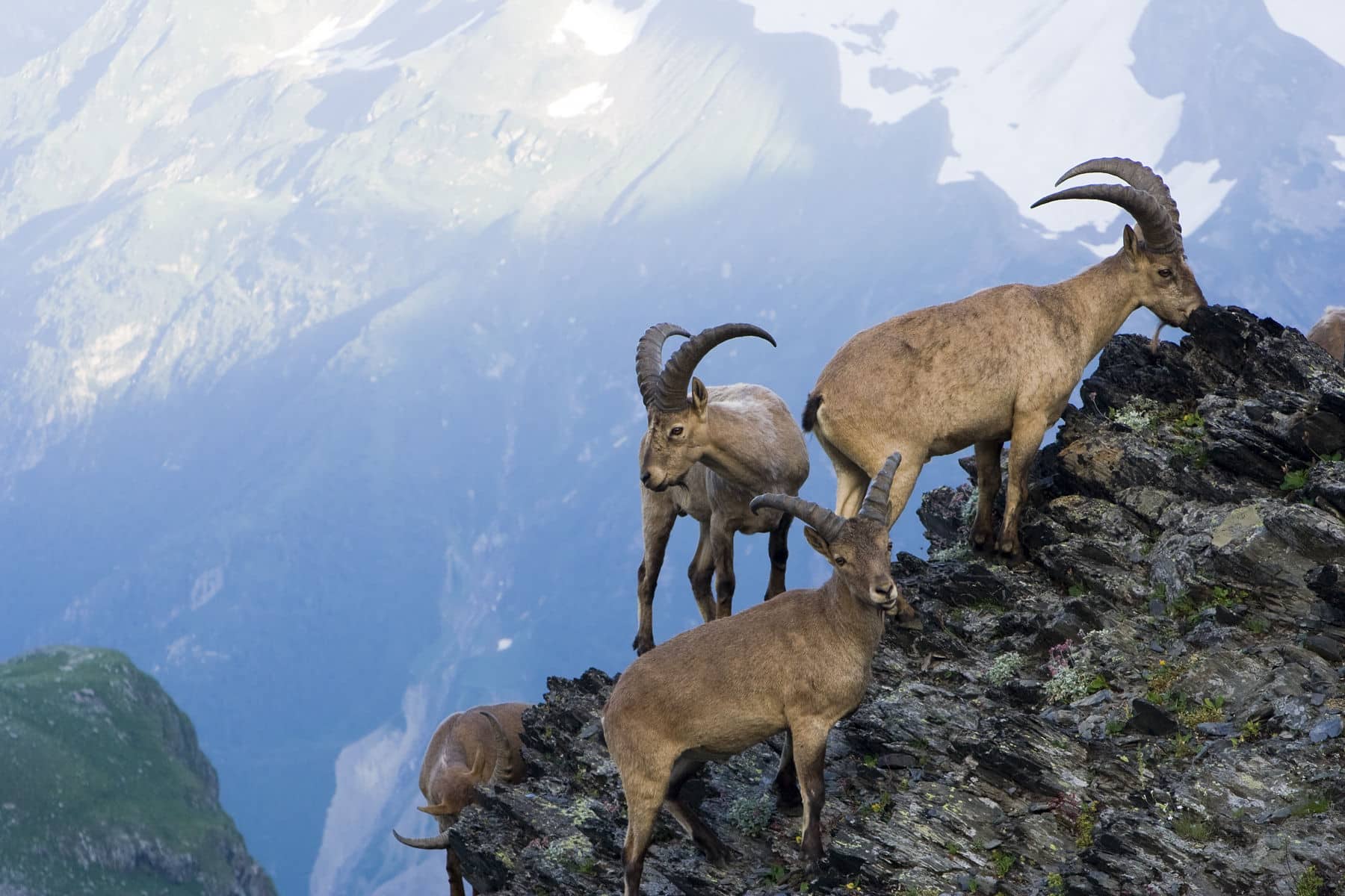 ¿Por qué las cabras desafían a la muerte en los acantilados?