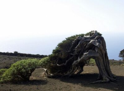 El Sabinar de El Hierro, esculturas vegetales moldeadas por los vientos ...