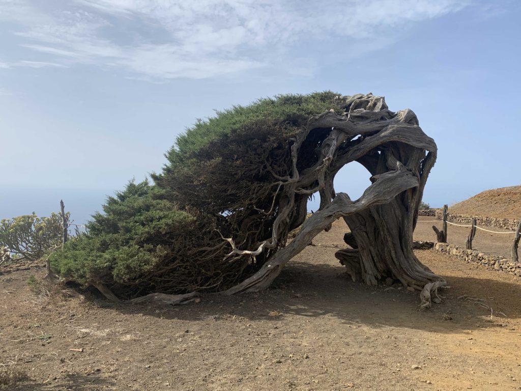 El Sabinar de El Hierro, esculturas vegetales moldeadas por los vientos ...