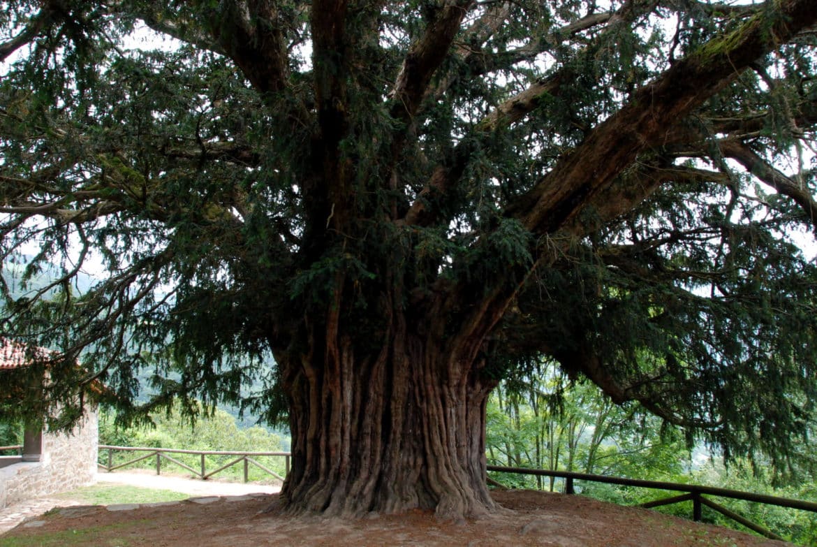 El tejo, el árbol que crece de arriba a abajo