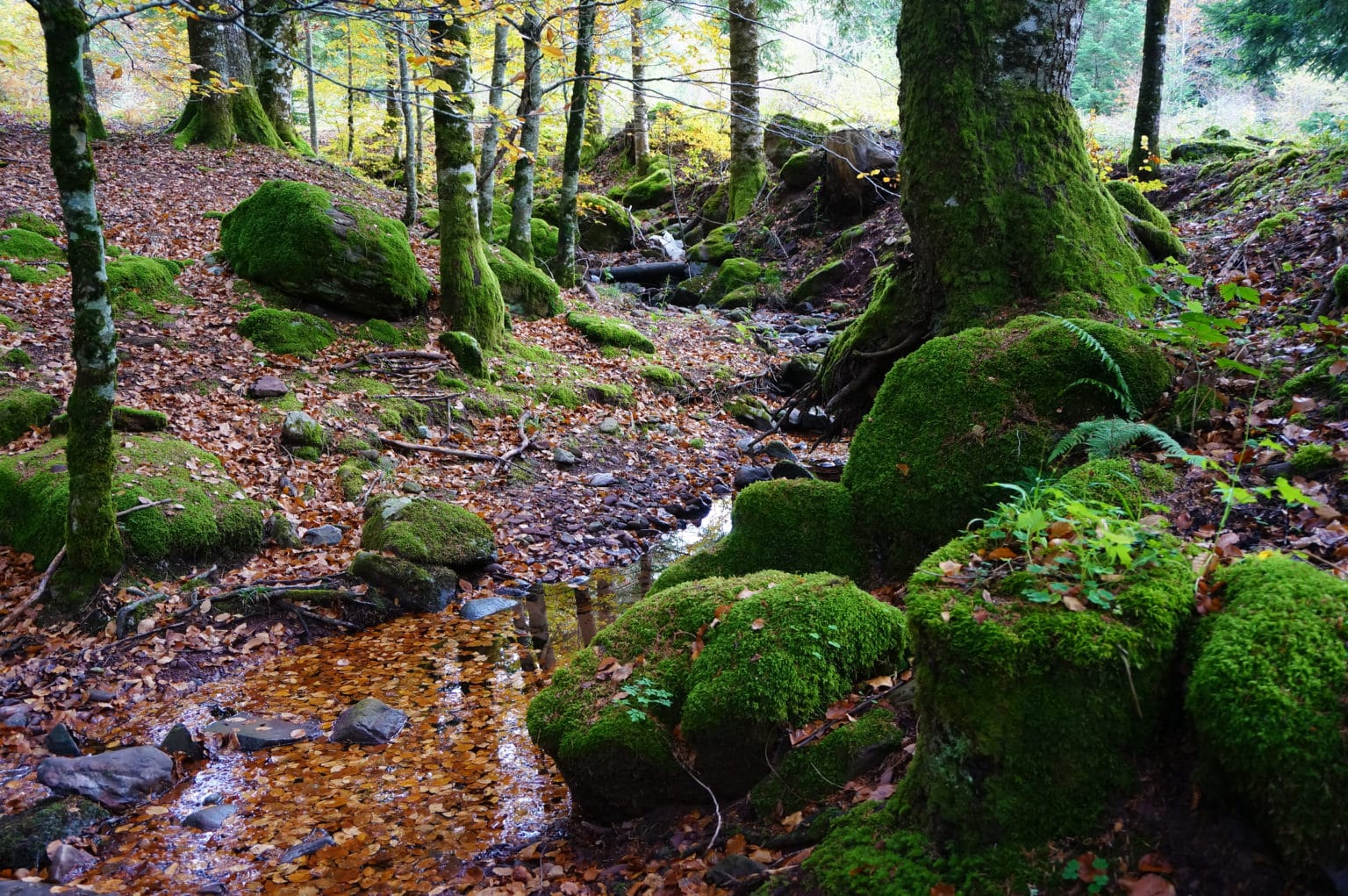 10 imágenes para enamorarse de la Selva de Oza