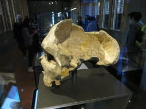 Eres lento y torpe porque eres inteligente (más o menos)