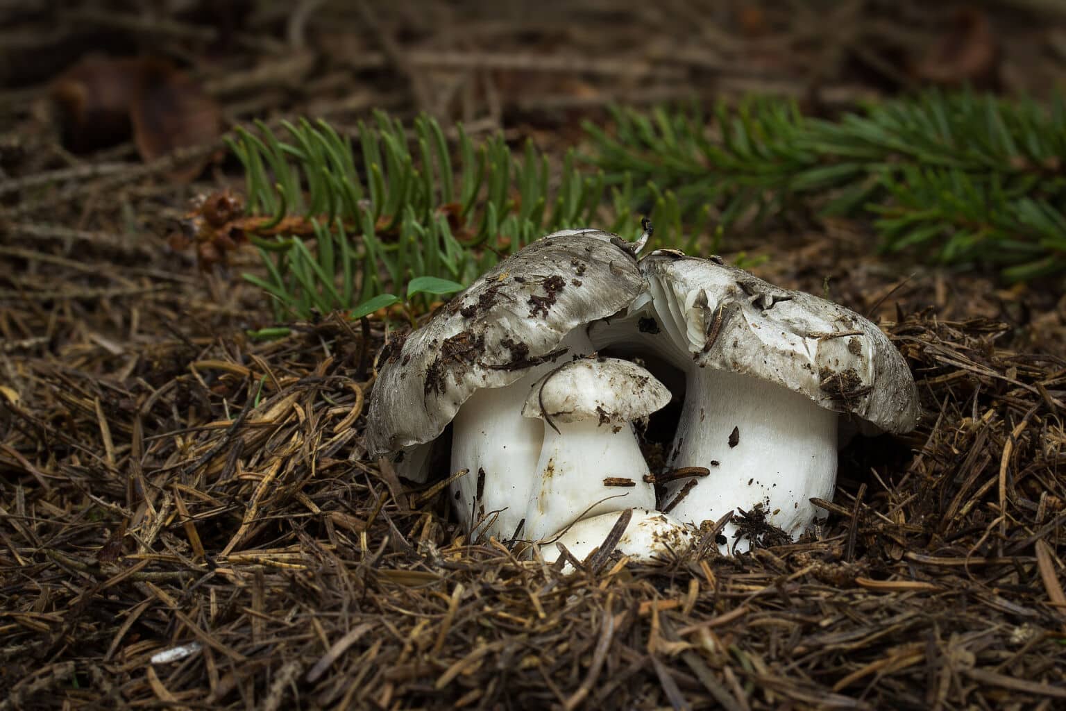 Setas de primavera: qué especies buscar y dónde encontrarlas 🍄🌿 ...
