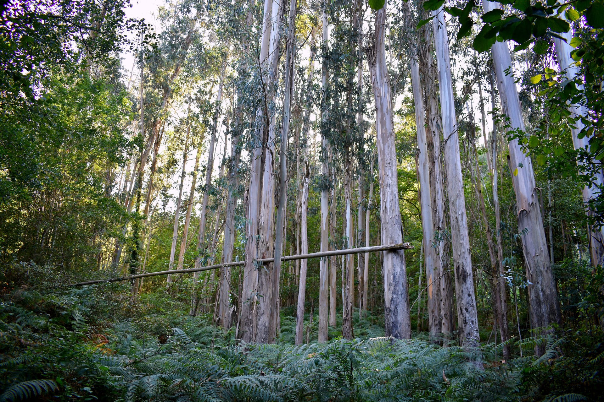 Souto da Retorta, el bosque de eucaliptos gigantes de Lugo