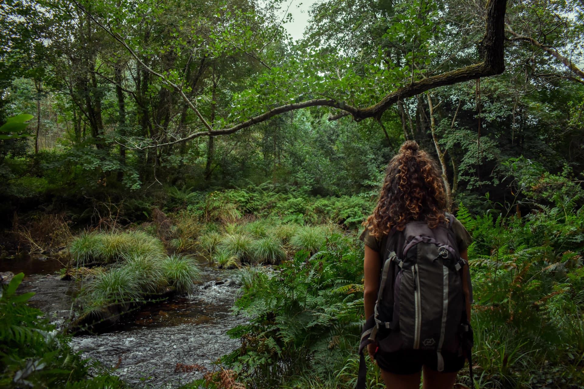 Souto da Retorta, el bosque de eucaliptos gigantes de Lugo