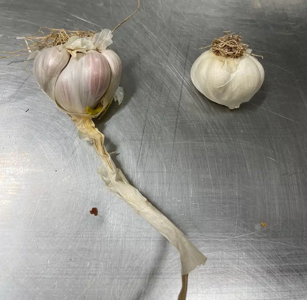 Ajo fino de Chinchón en peligro de extinción