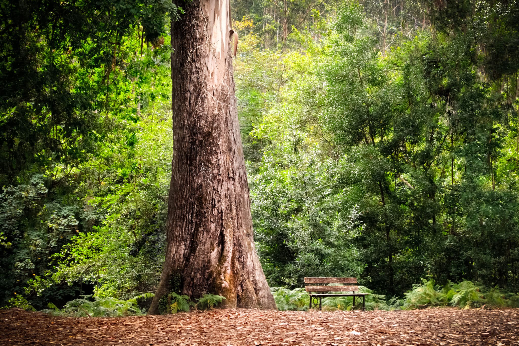 Souto da Retorta, el bosque de eucaliptos gigantes de Lugo