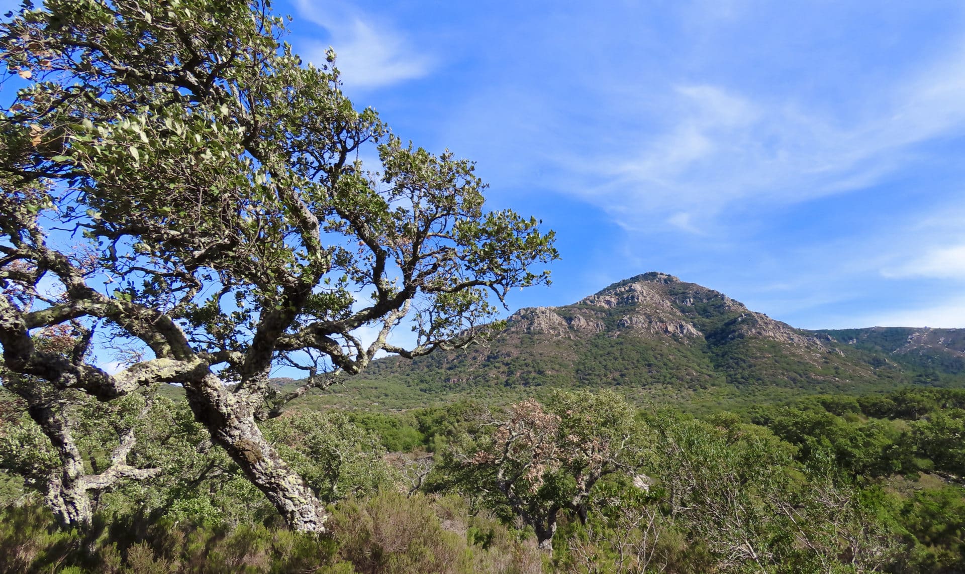 4 rutas por el Parque de Los Alcornocales, la última selva