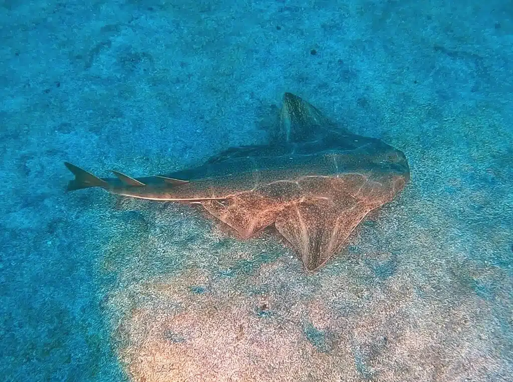 Tiburones en España: ni hay más ni son más peligrosos