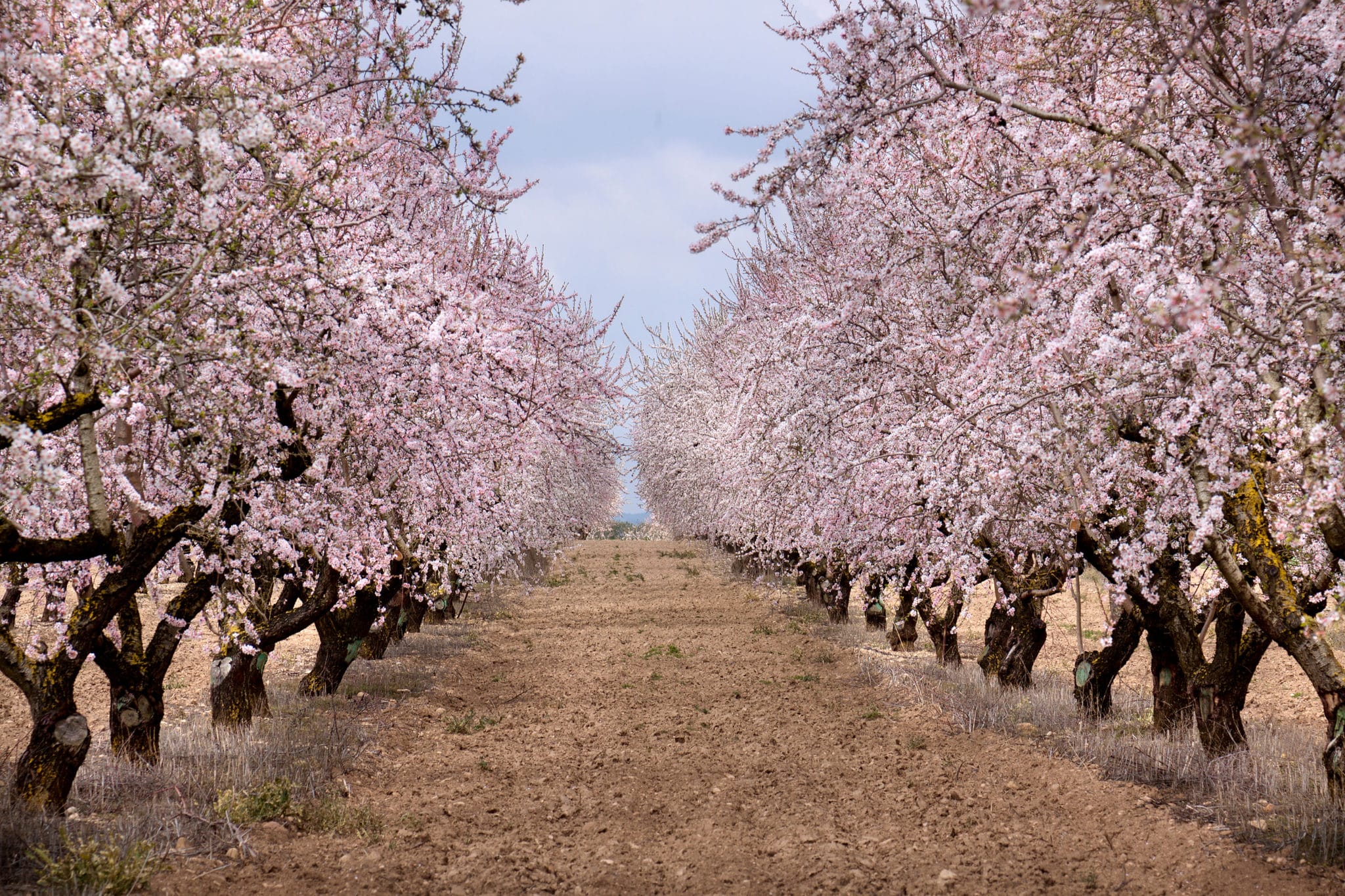 La floración prematura de los almendros