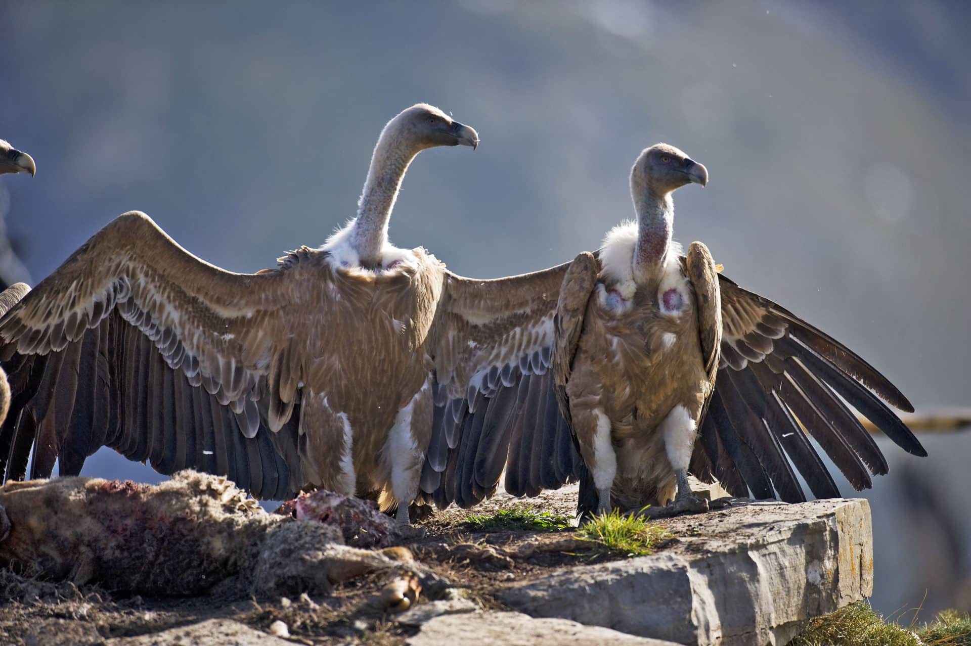 El hombre que quiso ser buitre leonado