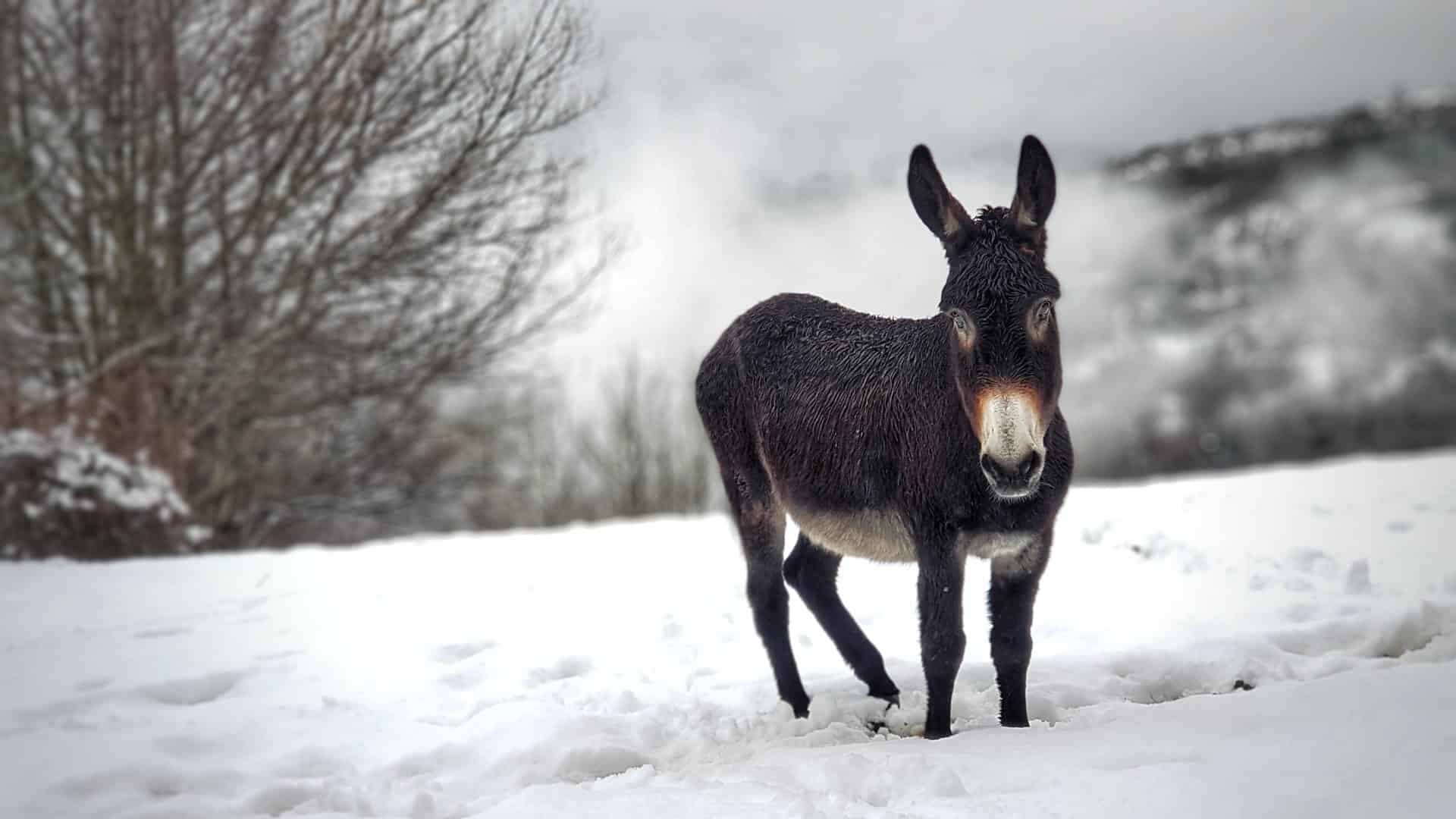7 planes invernales en Aragón
