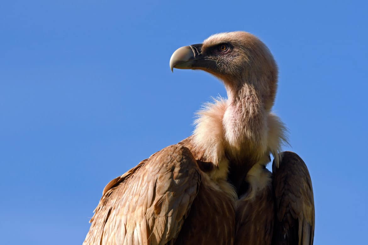 El hombre que quiso ser buitre leonado