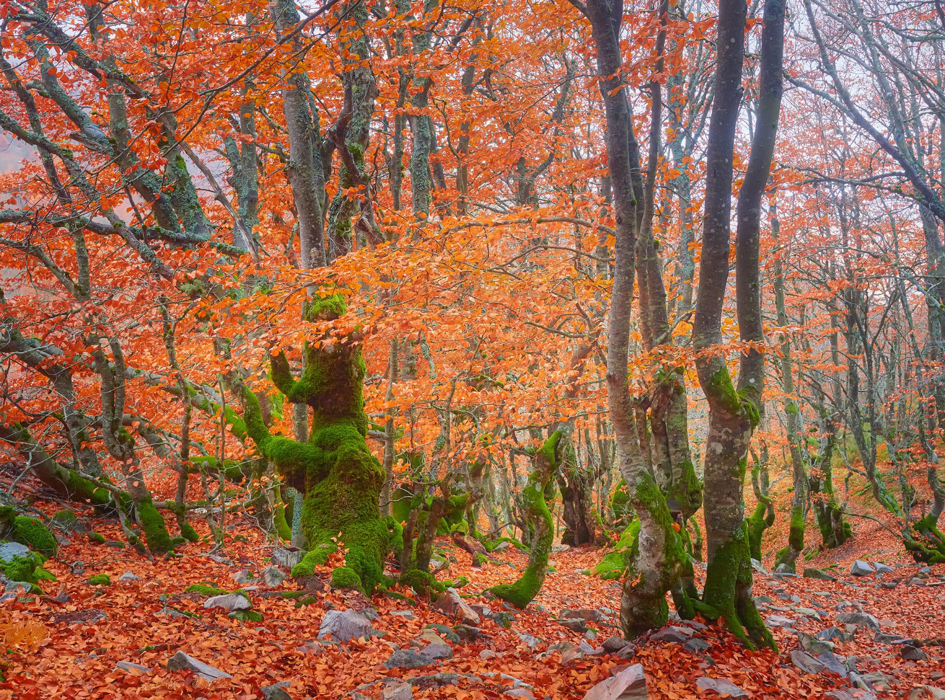 Ruta por el hayedo de La Pedrosa, un cuento de hadas en Segovia