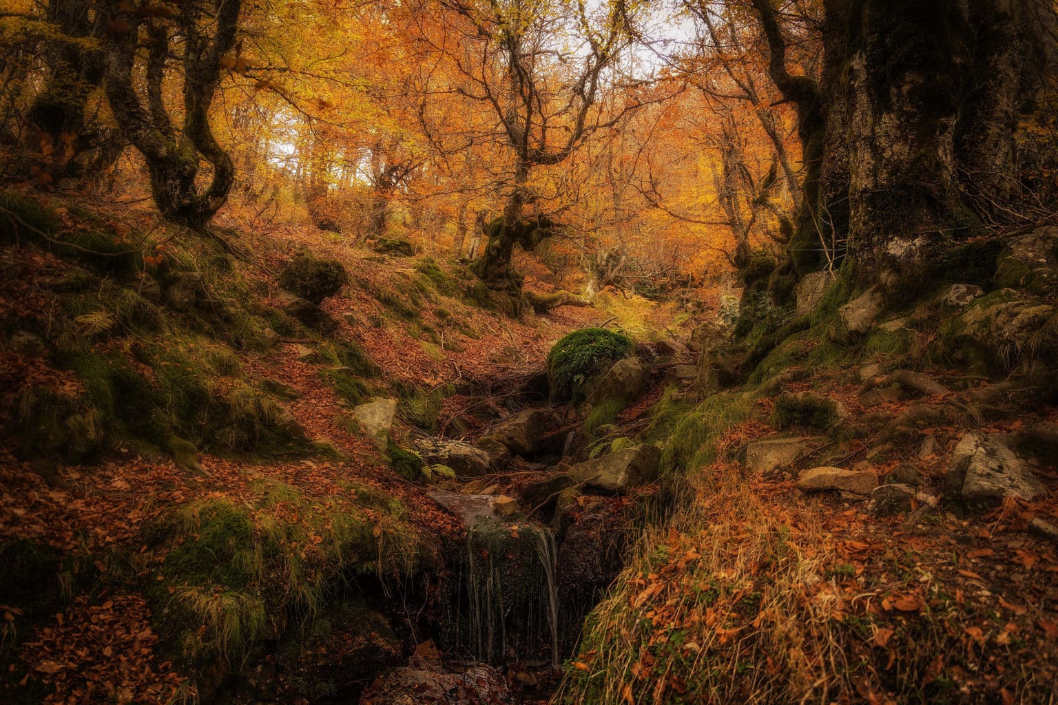 Ruta por el hayedo de La Pedrosa, un cuento de hadas en Segovia