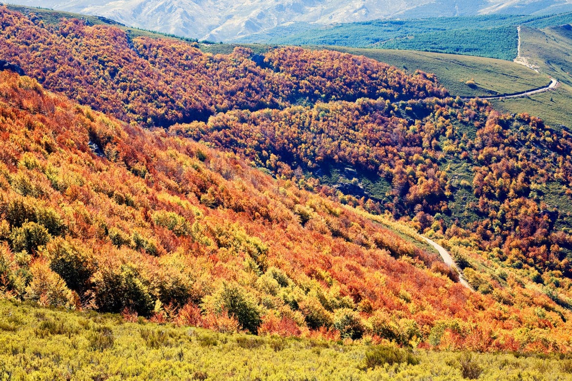 Ruta por el hayedo de La Pedrosa, un cuento de hadas en Segovia