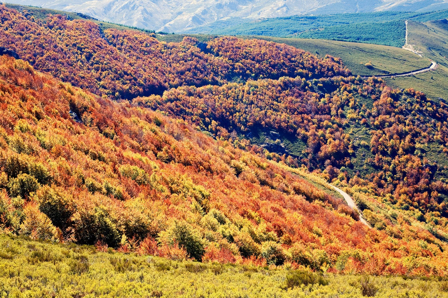 Ruta por el hayedo de La Pedrosa, un cuento de hadas en Segovia