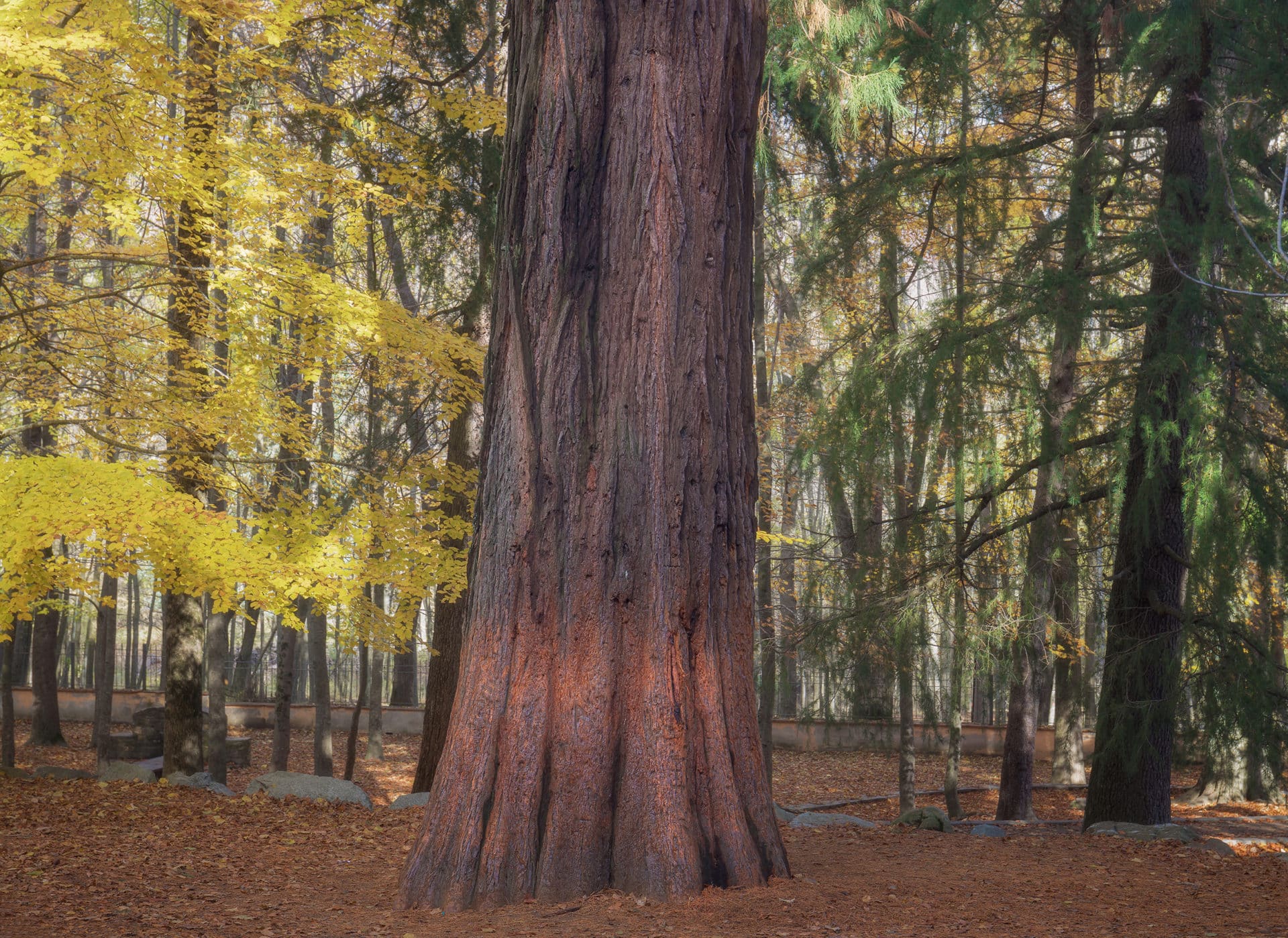 5 lugares donde podrás ver secuoyas en España